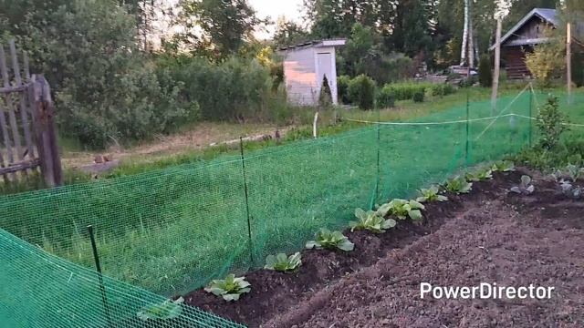 А мы ещё сажаем...