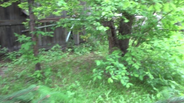 Новые Веточки у Ёлки