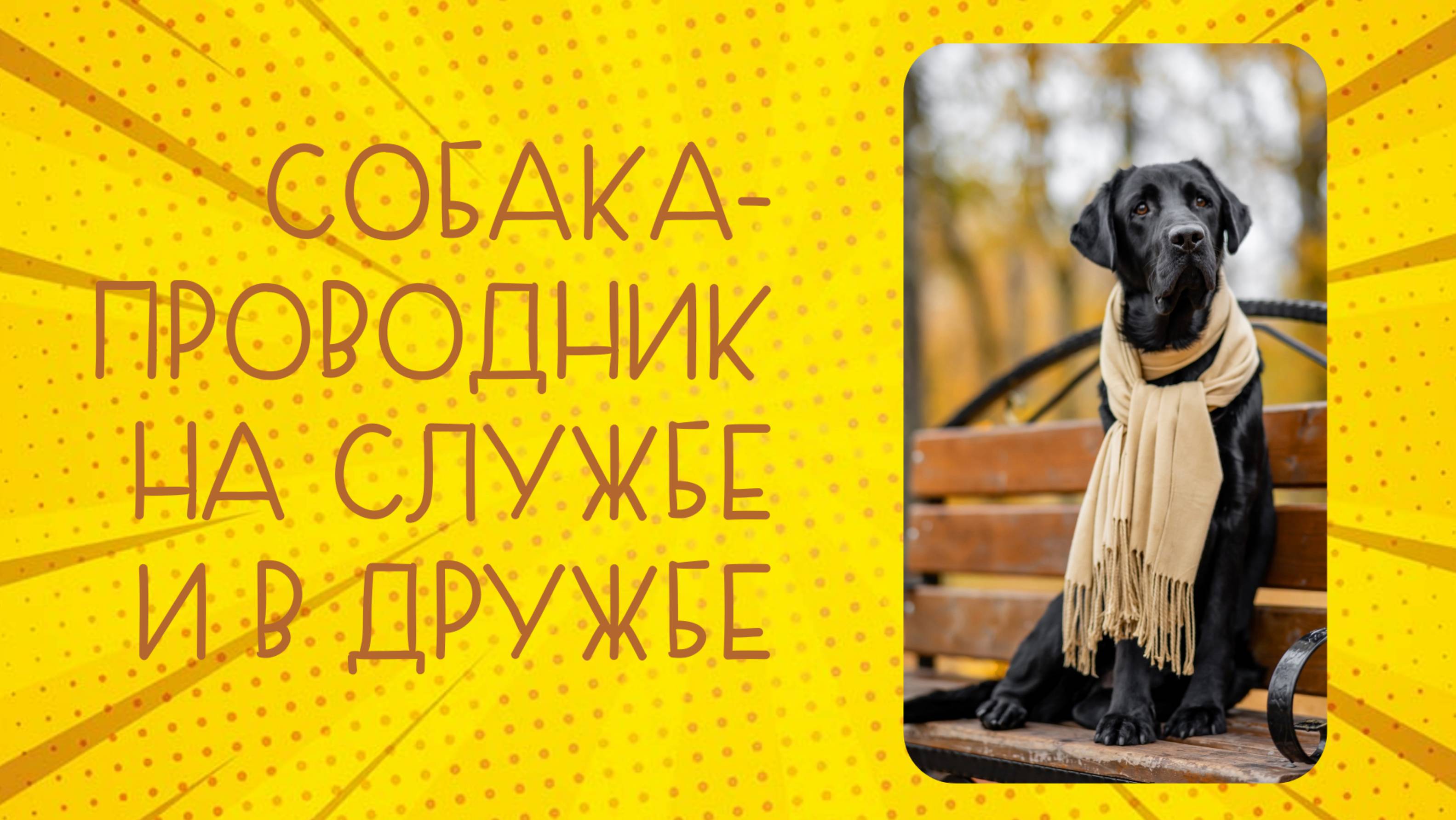 Личная история: Собака-проводник на службе и в дружбе