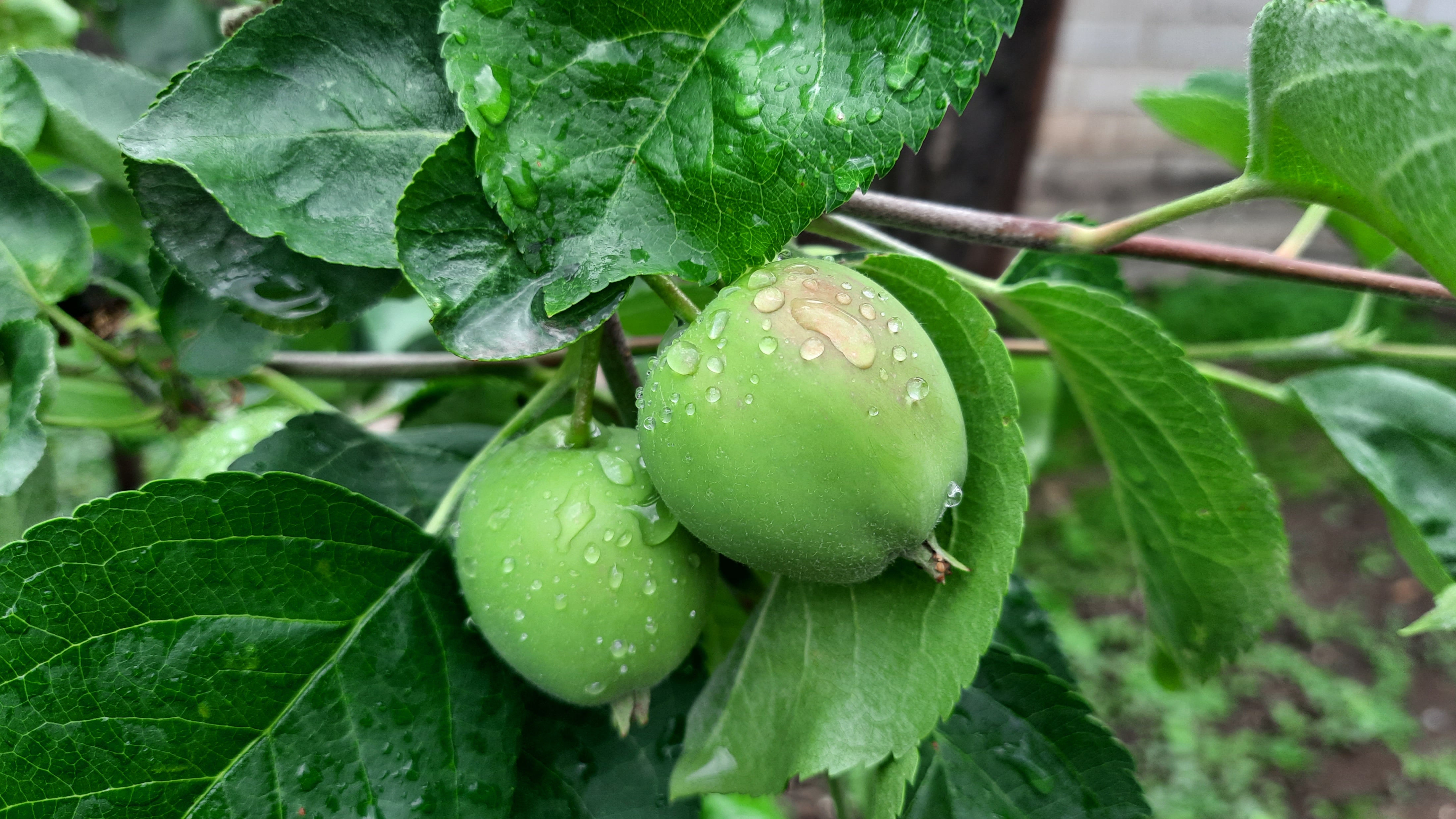 Честный обзор!🍒 Я довольна😋 Друзья - наше всё!🎈