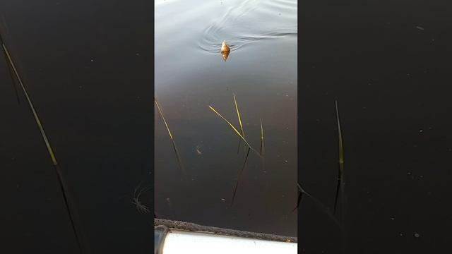 Открыл сезон с лодки после снятия запрета. Набил плотвы