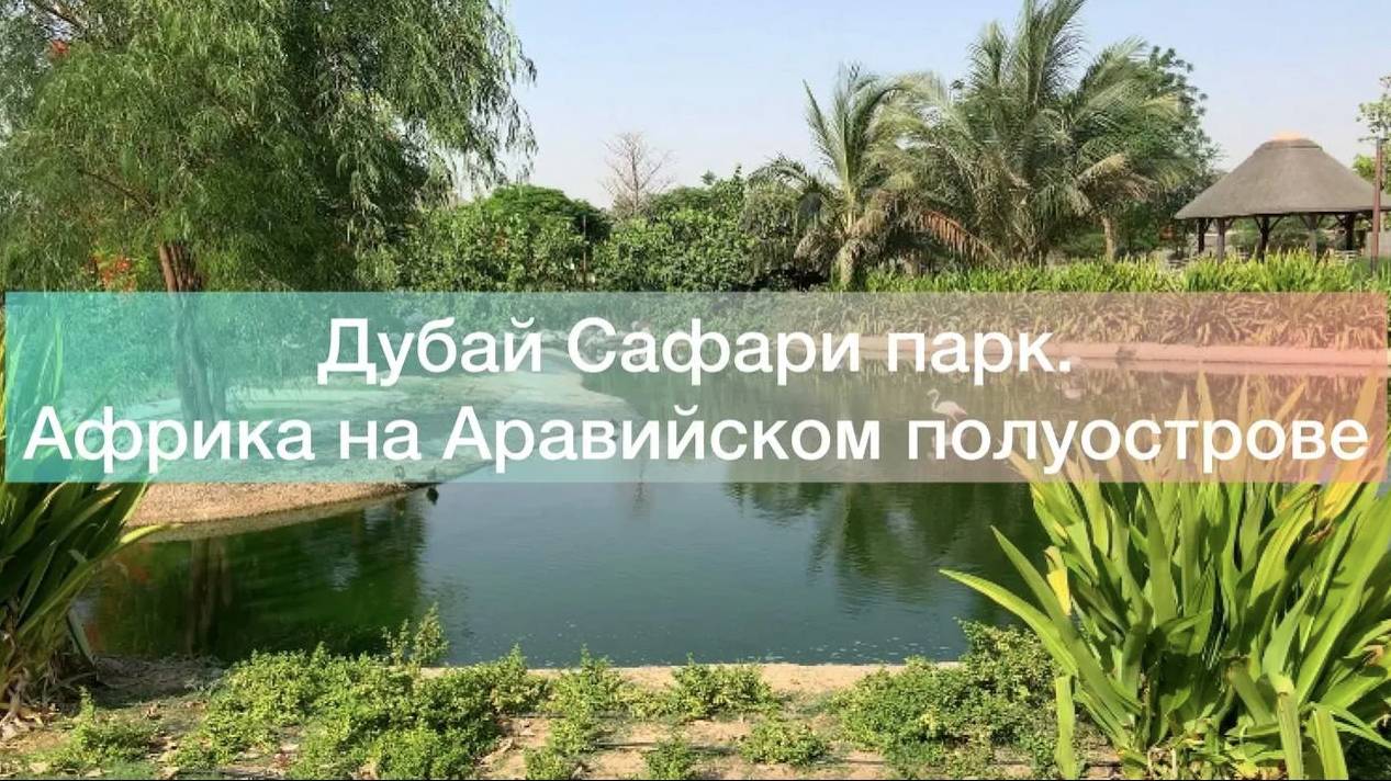 Дубай Сафари парк. Часть 1: как добраться, инфраструктура, Африканская деревня