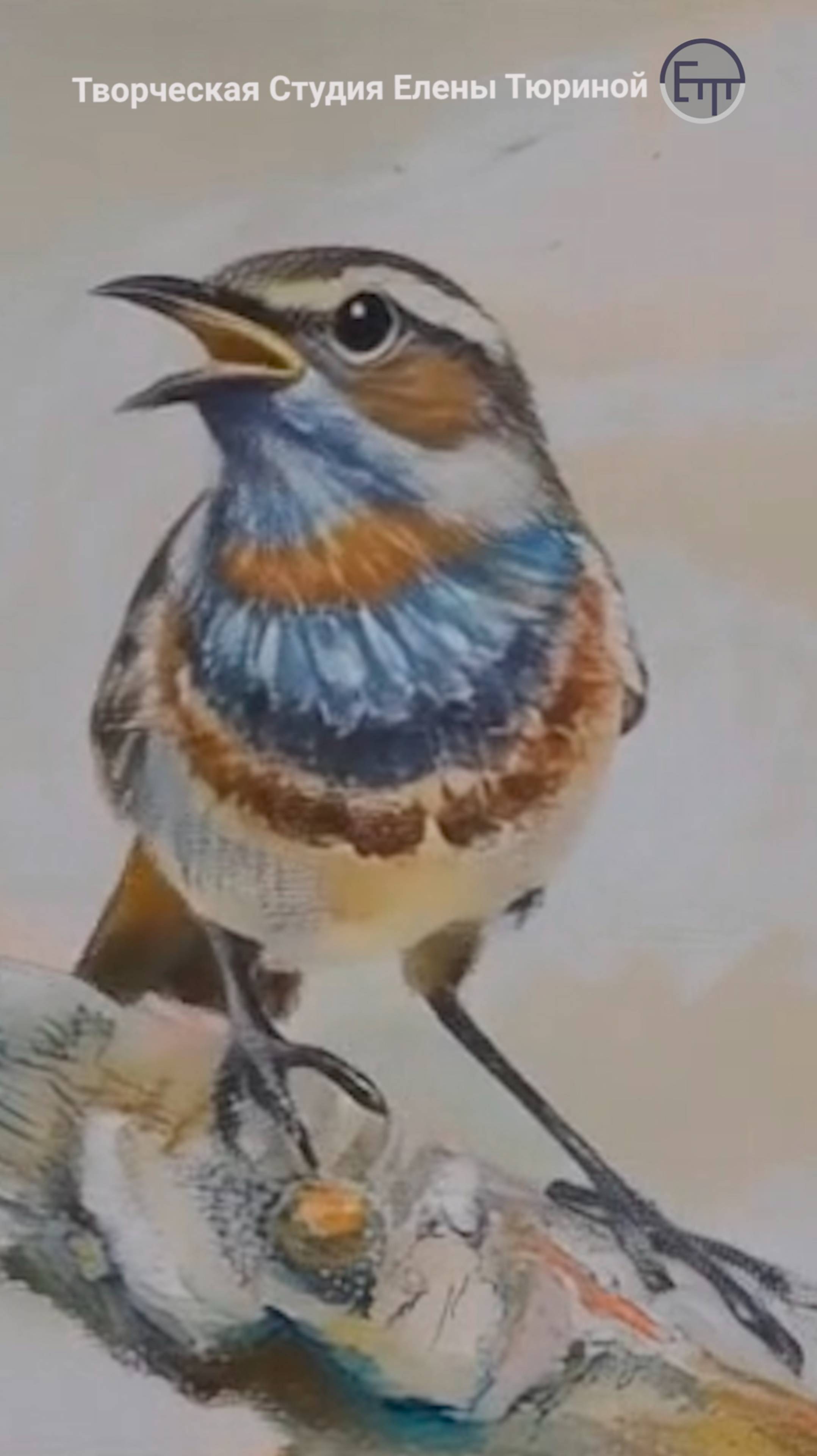 Сбежавшая варакушка пастелью #shorts #варакушка #пастель #сухаяпастель #рисунокптицы #рисование