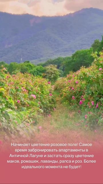 Розовое поле. Крым.