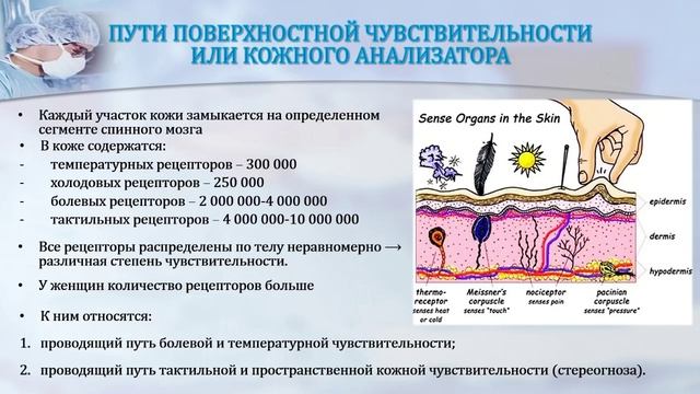 2. ВИДЕОУРОК - ЧУВСТВИТЕЛЬНЫЕ СОЗНАТЕЛЬНЫЕ ПРОВОДЯЩИЕ ПУТИ ТУЛОВИЩА И КОНЕЧНОСТЕЙ