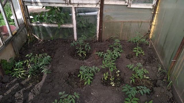 теплица своими руками из подручных материалов