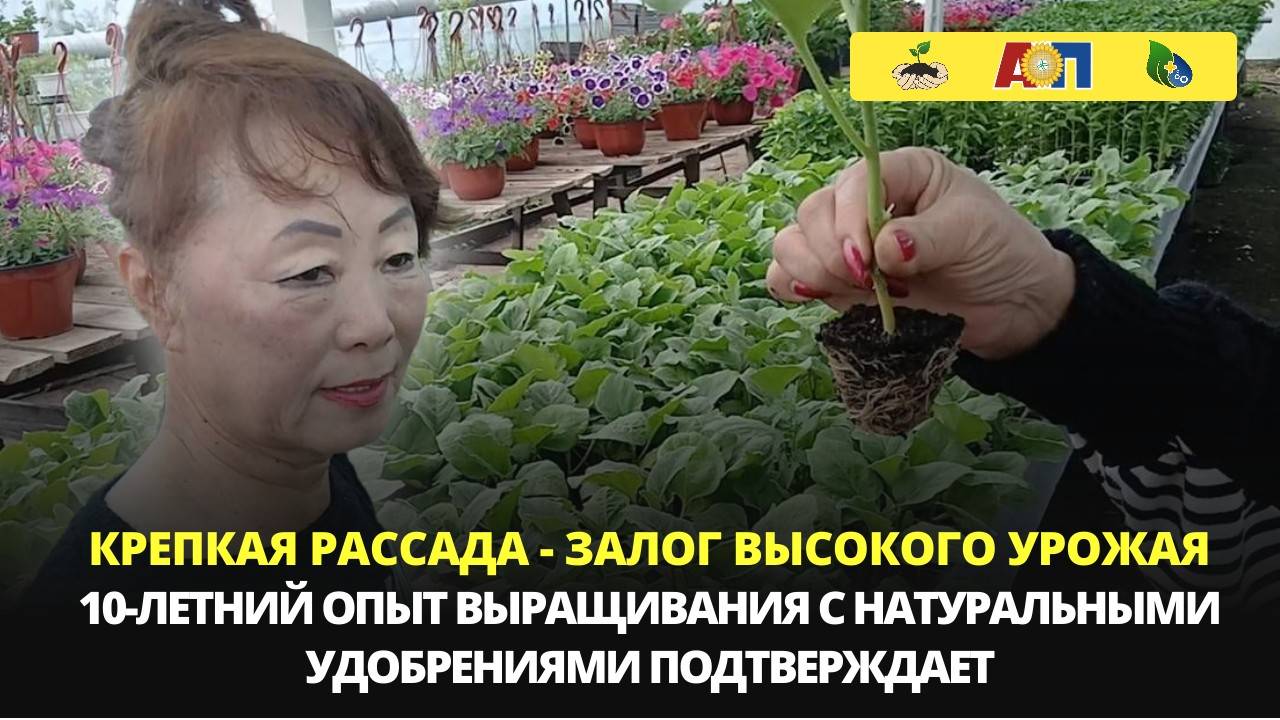 Крепкая рассада - залог высокого урожая. 10-летний опыт выращивания с натуральными удобрениями