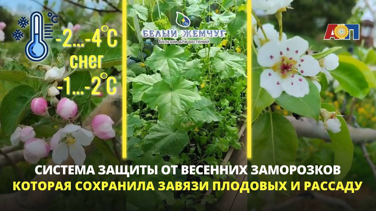 Система защиты от весенних заморозков, которая сохранила завязи плодовых культур и рассаду