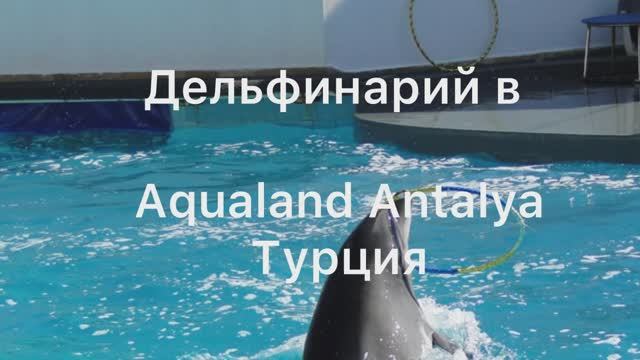 Дельфинарий в аквапарке Aqua Land в Анталии.