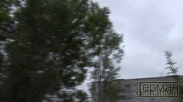 Лесопосадки во дворе дома