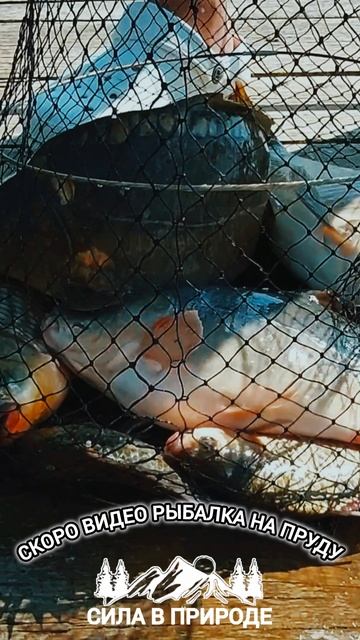 Рыбалка на пруду в июне 2025