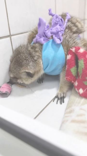 Стерилизация суриката #doctor #сурикат