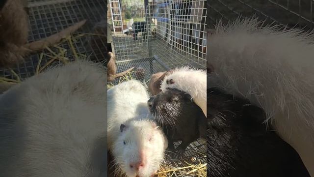 Сделали нутриям ванну для заплывов. Один день из жизни нутрий.