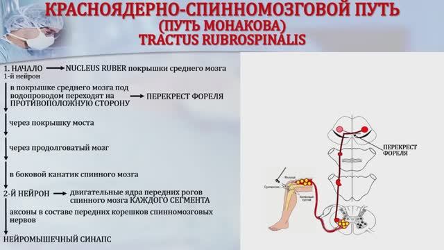 6. ВИДЕОУРОК - ДВИГАТЕЛЬНЫЕ ЭКСТРАПИРАМИДНЫЕ ПРОВОДЯЩИЕ ПУТИ