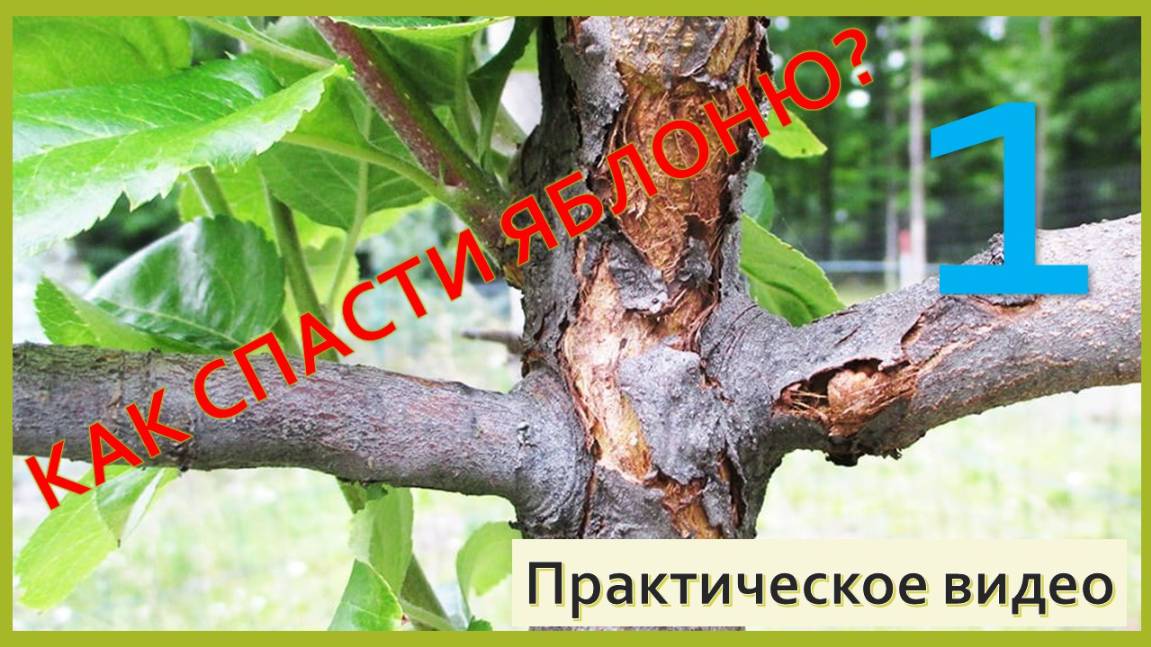 Как спасити яблоню? Убираем дупло. Дачникам на заметку! Практическое видео.