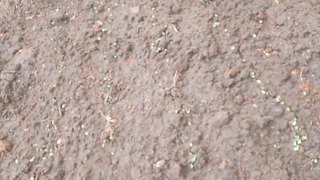 Дача. 22.05.2025 посадили цветы
ромашки
посадили помидоры ,лук и ягоды