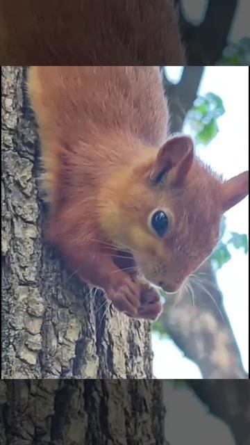 Белочки в парке Галицкого