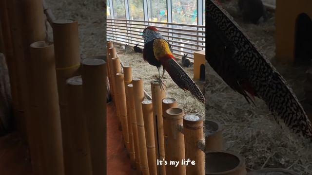 Контактный зоопарк,алмазный фазан,кролики,патагонская мара....