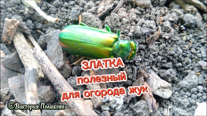 Полезный жук Златка