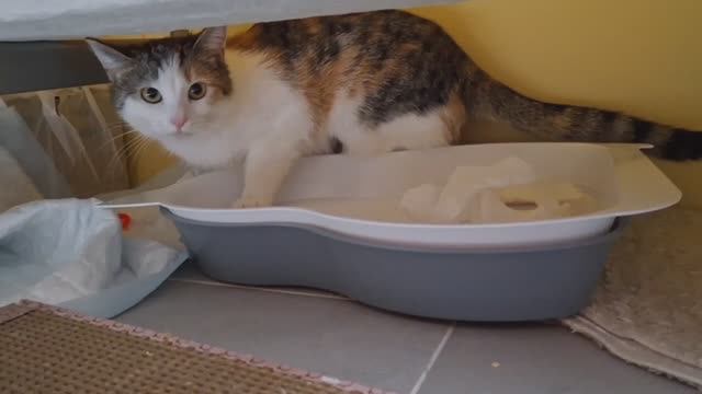 День 12-ый / Феша устрашающе шипит, вылезает из под ванной, ест и умывается #КошкаФеша