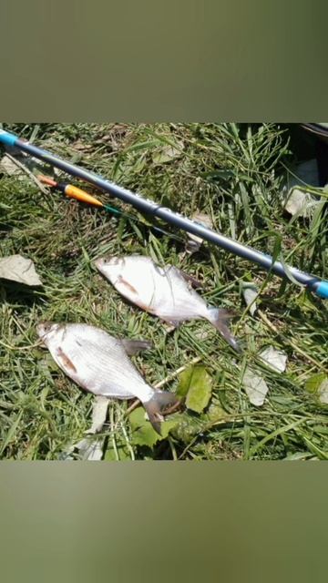 Порыбачил немного на реке Усень🎣 Ловля на полудонку на навозного червя🪱 Прикормил своей прикормкой