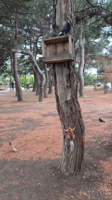 Большие гонки.  Анапа, Ореховая роща