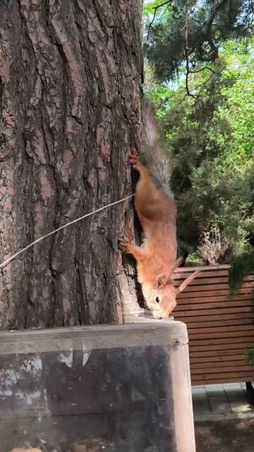 Белка попила воды.  Анапа, Ореховая роща