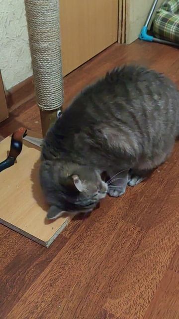 Кашачий Кайф