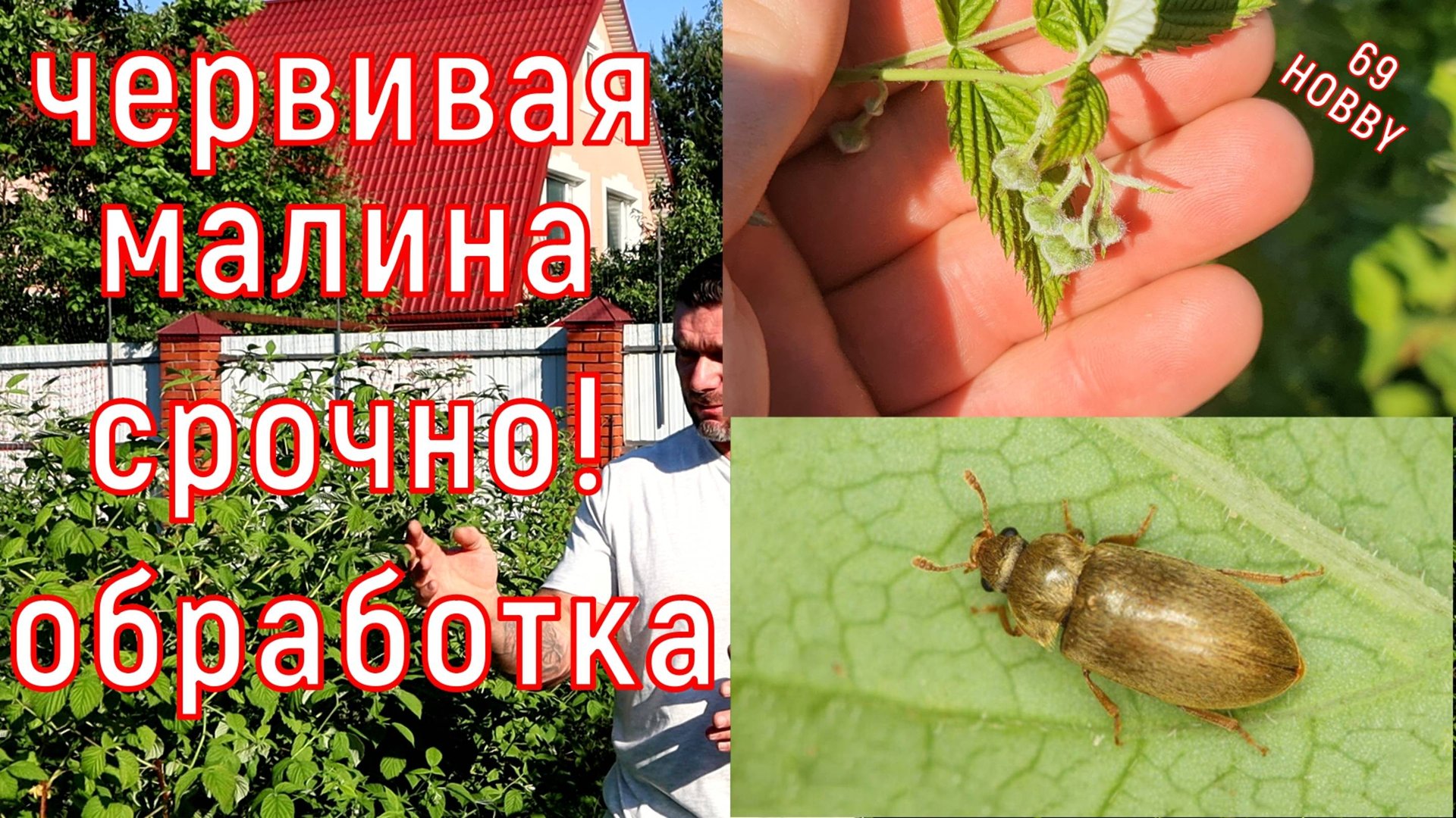 Червивая МАЛИНА! Не пропусти малинного жука! Защищаем урожай