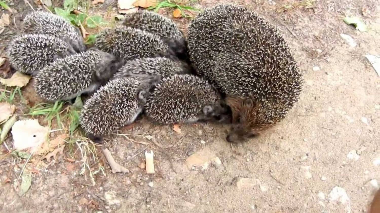 Семья ежей пришла к нам в гости на усадьбу.