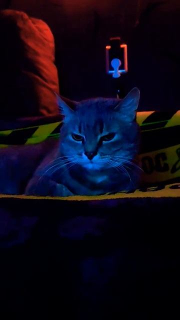 А Где У Меня Все !! #кот