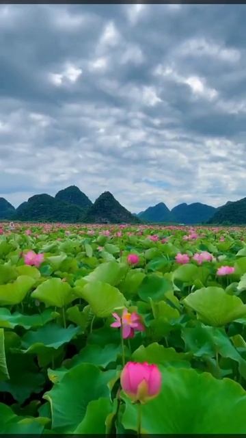 ЛОТОСОВЫЙ РАЙ В ЦИНЬХУАНДАО! Невероятные пейзажи и прогулка по воде 🌸