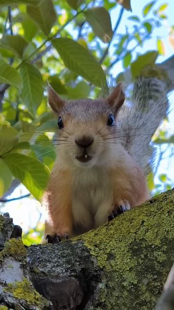 Белка взяла орех из рук. Долго думала.  Анапа, Ореховая роща