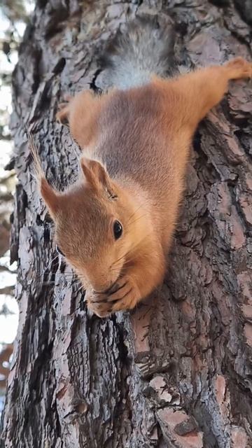 Белка повисла на сосне и ест орех.  Анапа, Ореховая роща