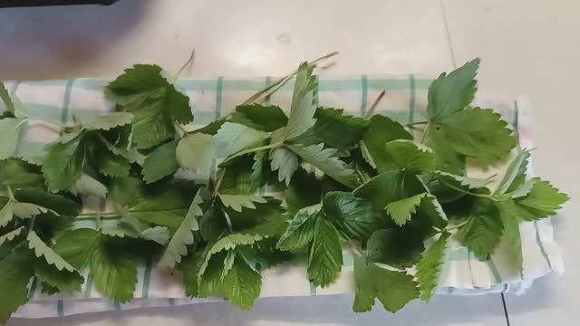 Как сделать полезный чай из листьев земляники. Ферментирую лесную землянику.