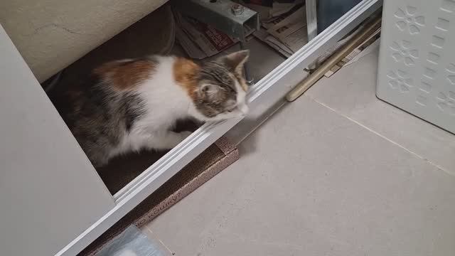 День 9-ый /  Гладим пока не замурчит #КошкаФеша