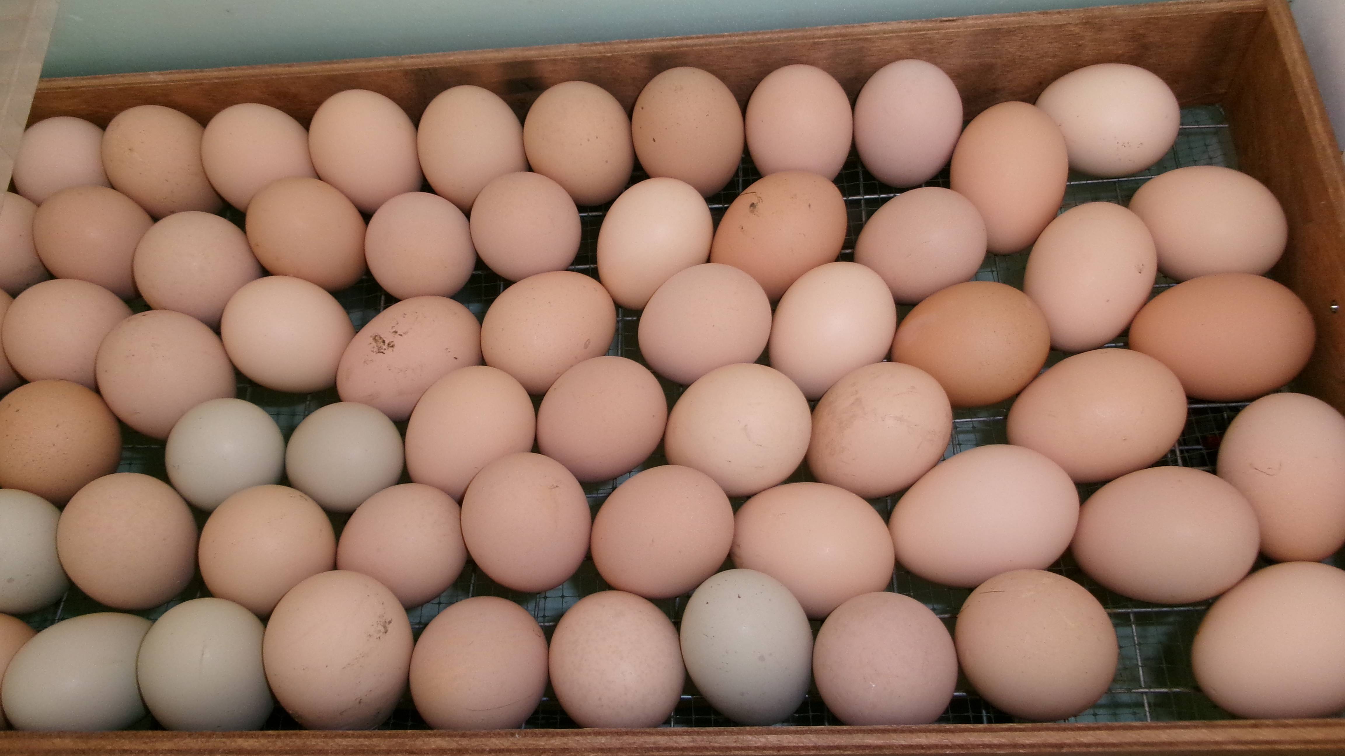 У нас вылупляются цыплята-несушки. Кто не видел, посмотрите обязательно.  Инкубатор Блиц-Норма 72.