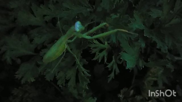 В цветах сидел богомол