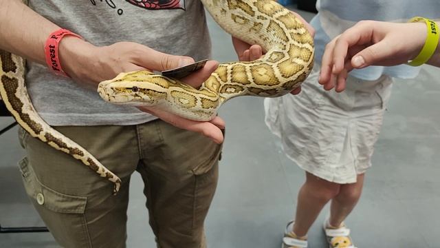 Змея. Питон