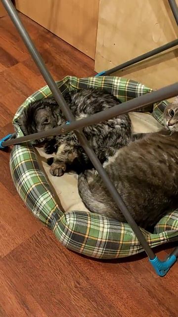 колыбельная #кот #cat