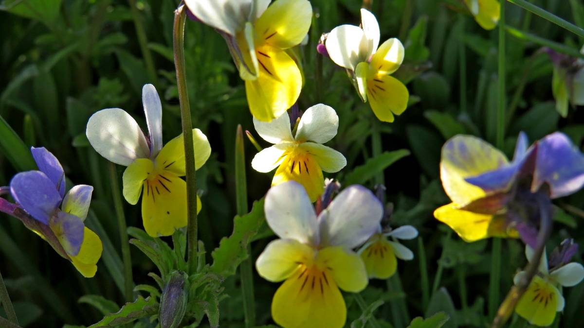 По утреннему плато Чатыр-Дага.