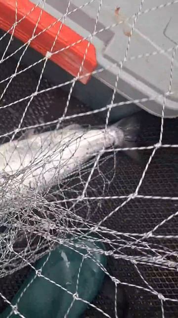 Алексею, спасибо за отчёт 😎👍