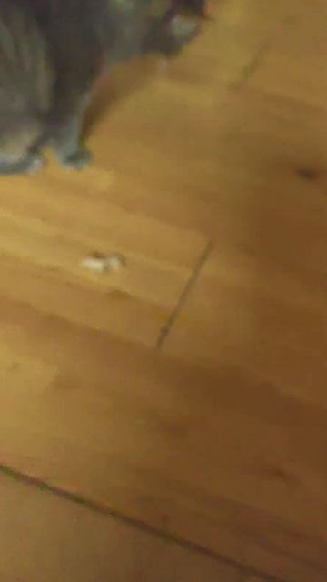 Кот против собак