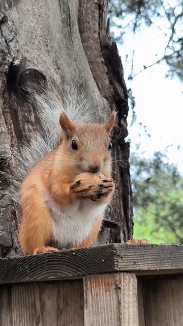 Белка ест орех из скорлупки, как из чашки