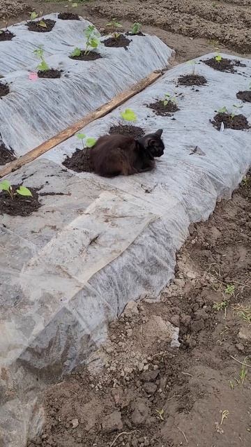 СТАРТ! Бататовая плантация 2025