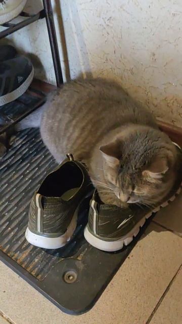 Кот отжал кросы..