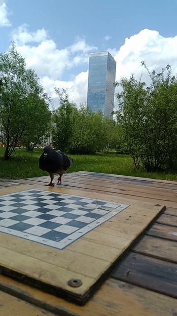 Не про шахматы