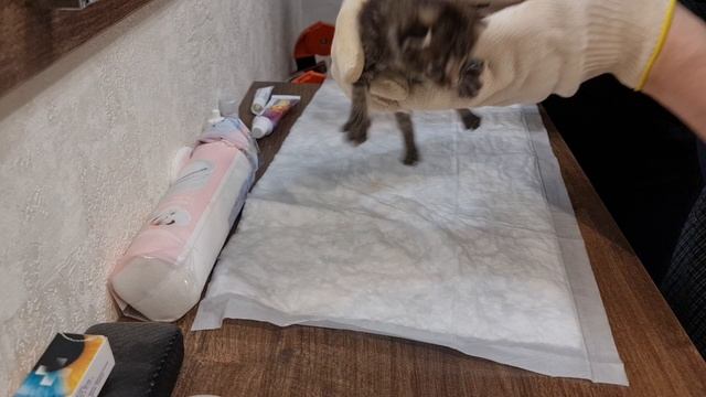 Перед кормлением