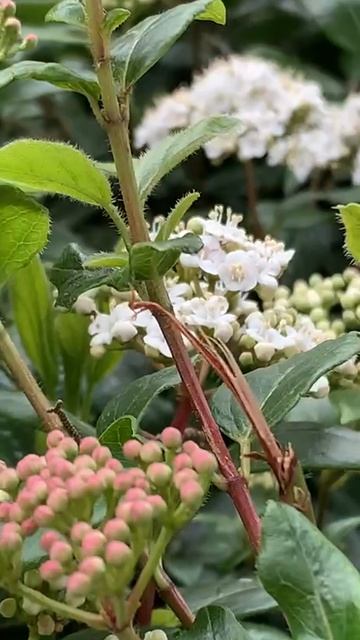 Зима в Сочи .Vinter. Sotji. Ryssland