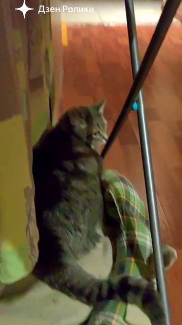 Коты устроили комуналку